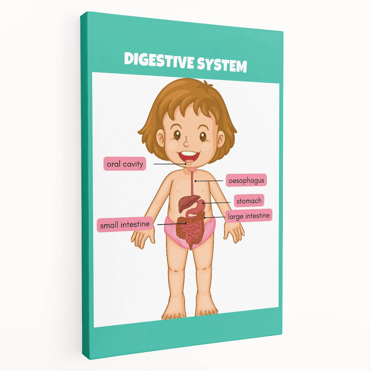 Digestive System Learning Poster